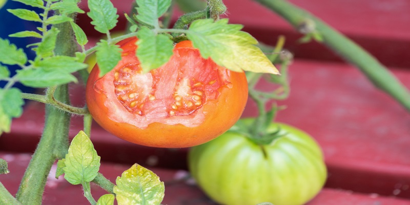 Some Common Pests That Can Damage Your Vegetable Garden - KnowBend